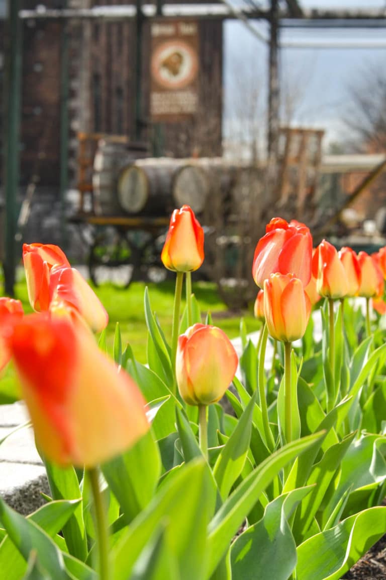 Spring Break on the Kentucky Bourbon Trail - Three Little Ferns ...